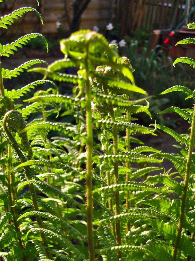 Farne für schattige Standorte im Garten – Natürlich Gärtnern!