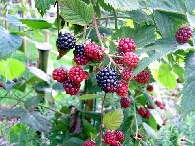 Brombeeren im Garten – Natürlich Gärtnern!